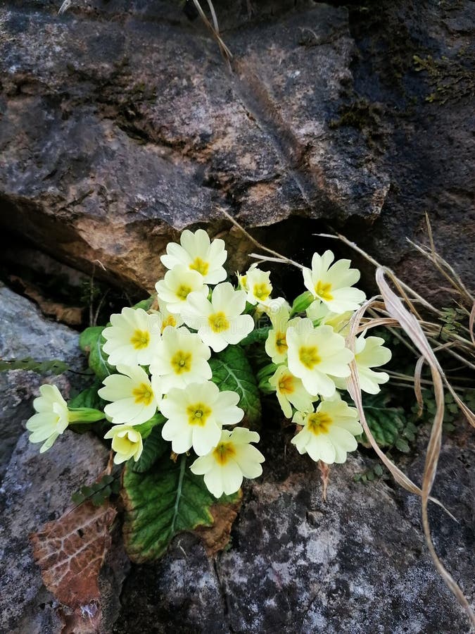 Primavera stock image. Image of primavera, blossom, spring - 385107957