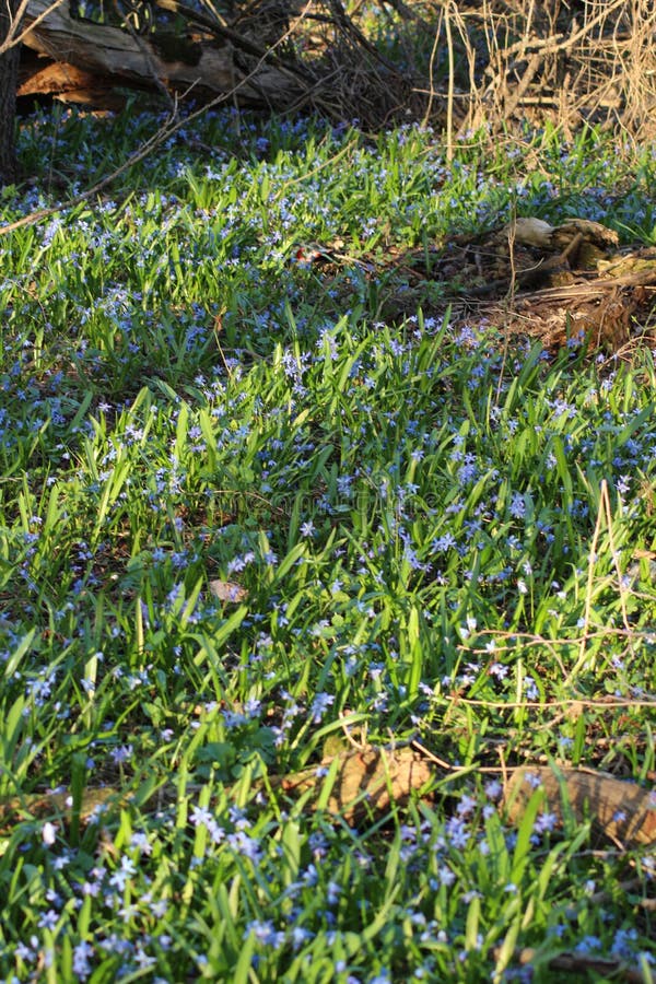 Primaveras En El Bosque De La Primavera Imagen de archivo - Imagen de ...