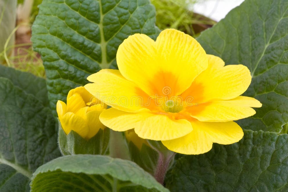 Primaverina fotografia stock. Immagine di primula, medicina - 4745718