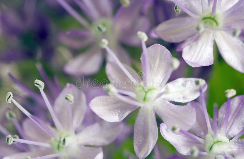 Primaverina Himalayan Vicina Prl Fotografia Stock - Immagine di colore ...