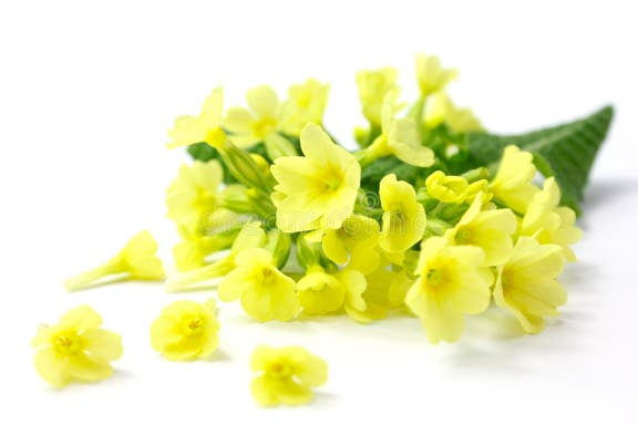 Primaverina, Veris Della Primula Fotografia Stock - Immagine di ...