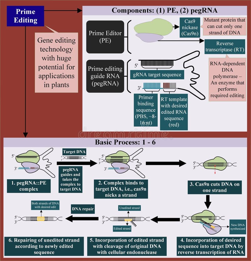 Prime Editing - a Gene Editing Technology Stock Illustration ...