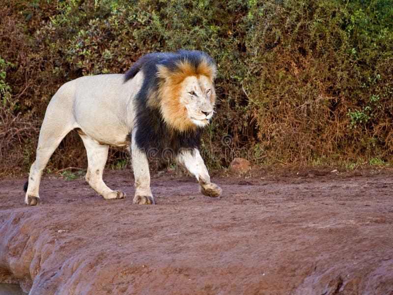 Prime Lion stock image. Image of male, conservation, majestic - 6994999