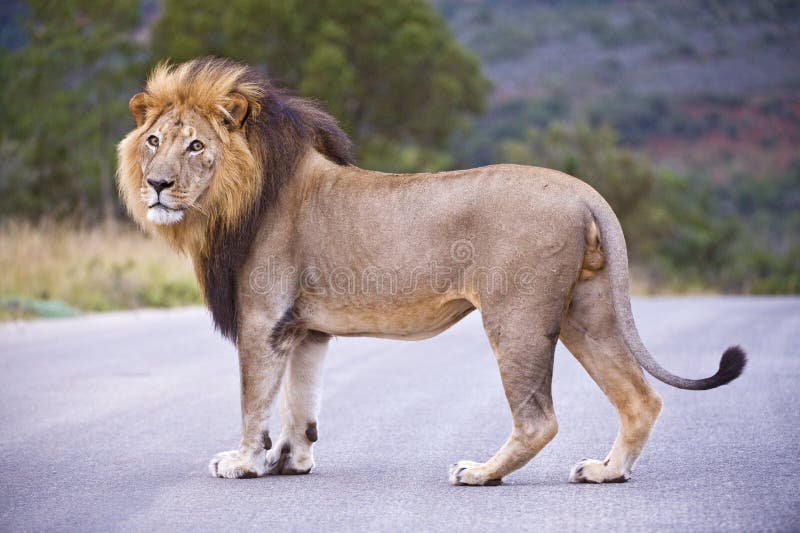 Prime Male Lion stock image. Image of mane, looking, horizontal - 9749759