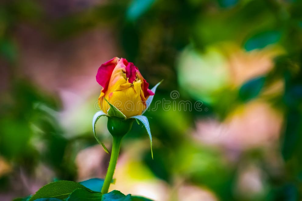 Almost Prime Time stock image. Image of light, scene - 247994733