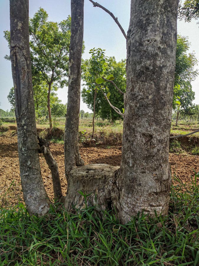 Prime Tree is Cut Still, it Grew from Another Side Stock Photo - Image ...