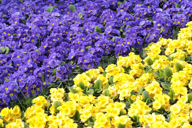 Primel stockbild. Bild von frische, frisch, gelb, blau - 38916713