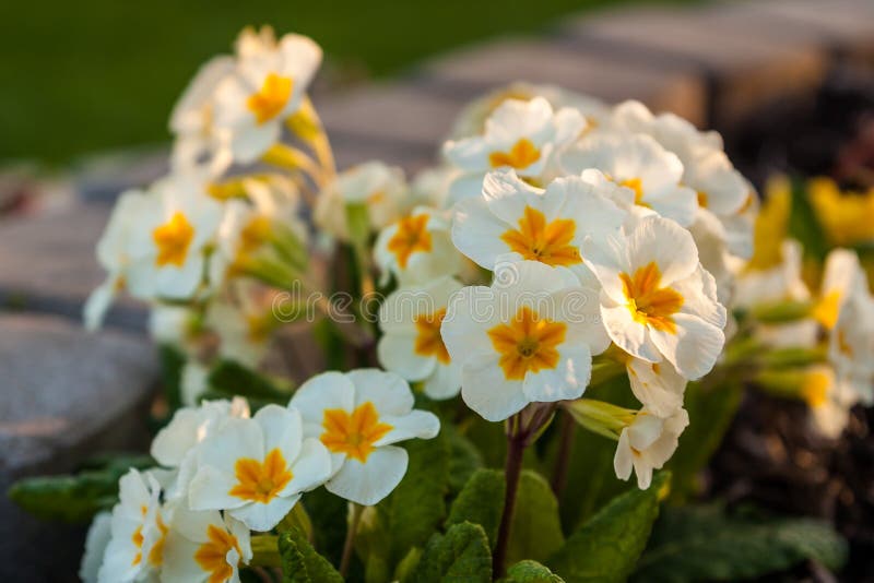 Primel Acaulis - Primel Im Garten Stockfoto - Bild von blumen, wachsen ...