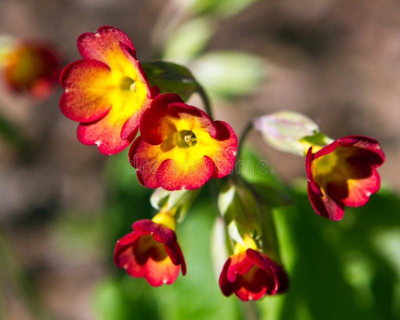 27,180 Primel Fotos - Kostenlose und Royalty-Free Stock-Fotos von ...