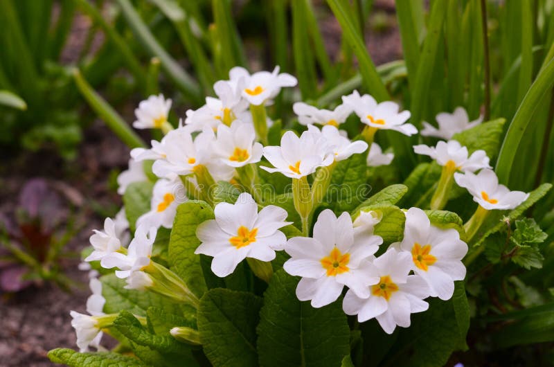 Wilde Waldlandprimel (Primula Gemein). Stockfoto - Bild von knoblauch ...