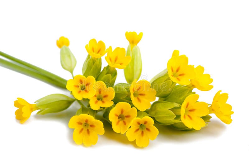 Gelbe Primel stockbild. Bild von betrieb, pflanzen, primeln - 68664529