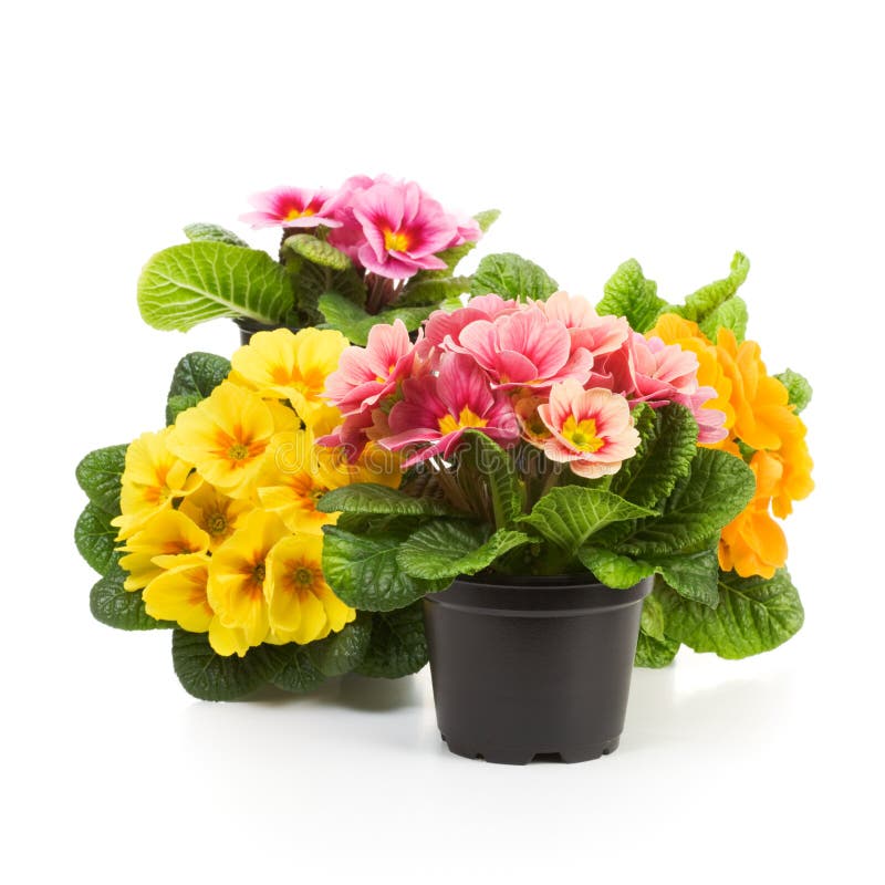 Primel im Topf lokalisiert stockfoto. Bild von saisonal - 36715164