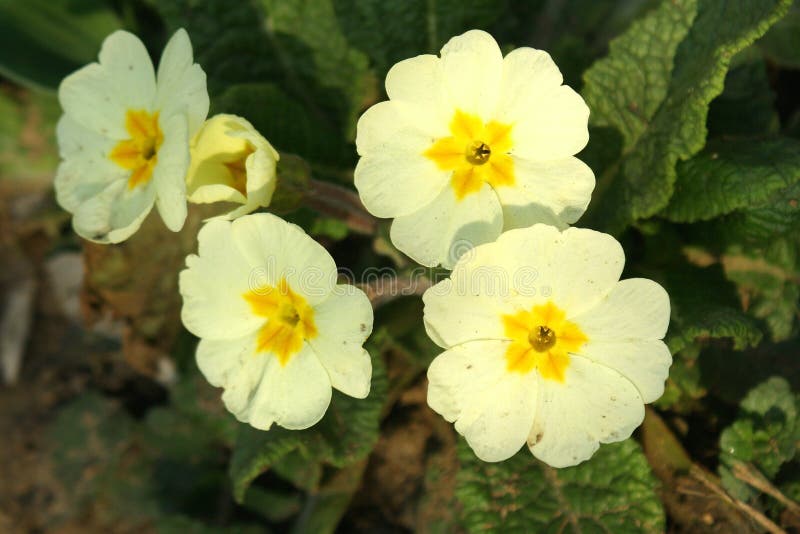 Wilde Primeln stockfoto. Bild von primel, blumen, wald - 23115680