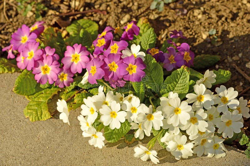 Primeln in einem Garten stockfoto. Bild von botanisch - 51788644