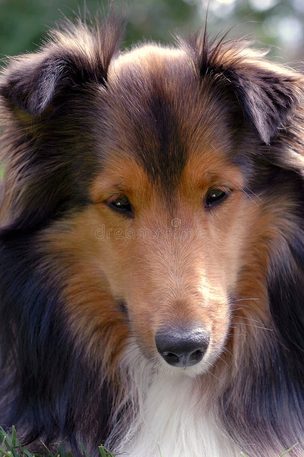 Primer 3 de Sheltie imagen de archivo. Imagen de domesticado - 1267559