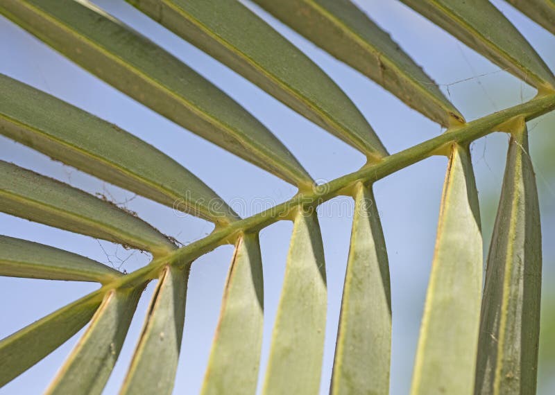 Primer Abstracto De La Fronda De La Palmera Imagen de archivo - Imagen ...