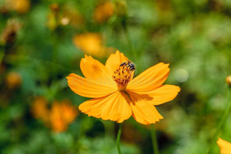 Primer Amarillo De La Flor Con Una Abeja Imagen de archivo - Imagen de ...
