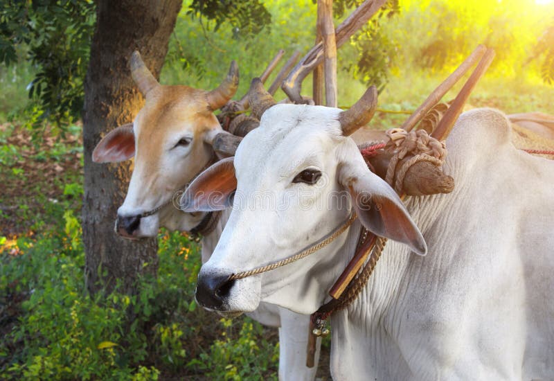 7,104 Bueyes Fotos de stock - Fotos libres de regalías de Dreamstime