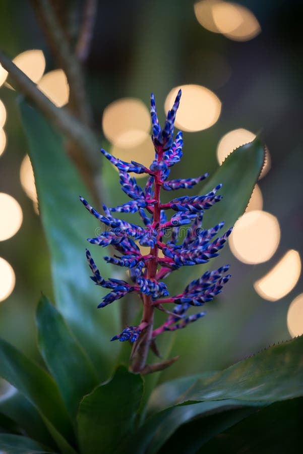 Primer Azul De La Flor De La Bromelia Del Tango Imagen de archivo ...
