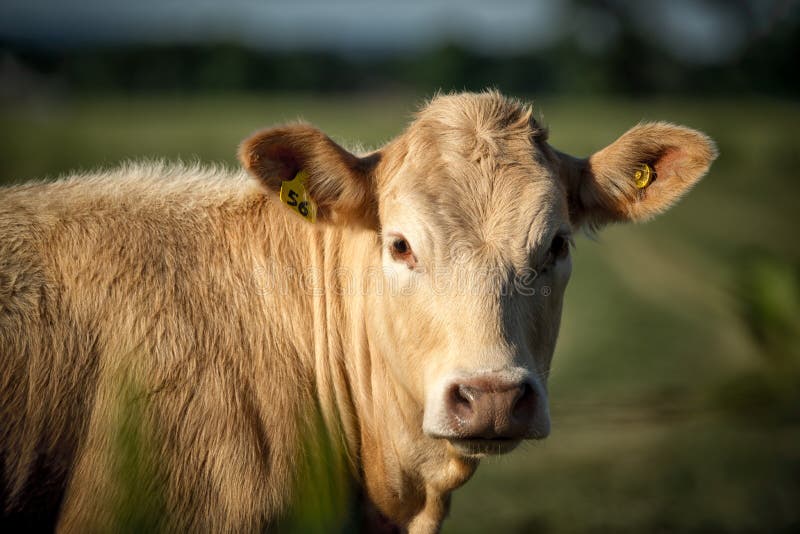 Primer Beige De Color Claro De La Vaca De Brown Foto de archivo ...