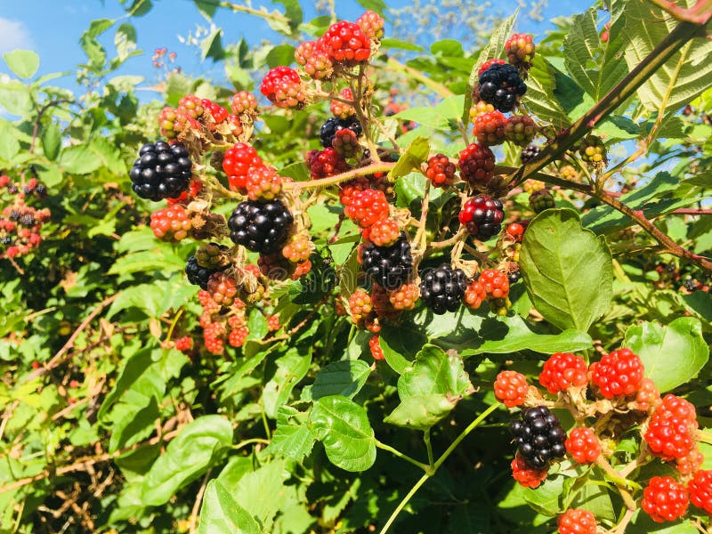 Zarzamora roja madura foto de archivo. Imagen de cubo - 120704666