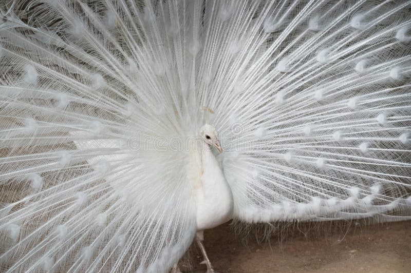 Primer Blanco Del Pavo Real Foto de archivo - Imagen de orgulloso ...