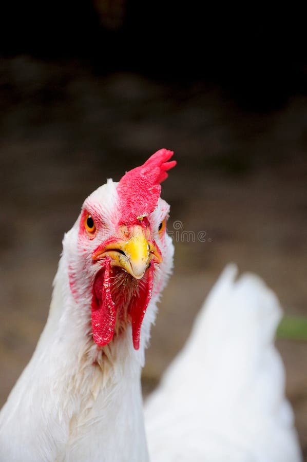 Primer blanco del pollo foto de archivo. Imagen de primer - 15352588