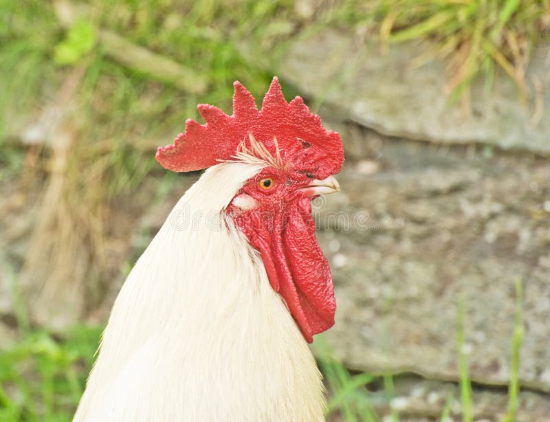 Primer blanco del pollo. foto de archivo. Imagen de pico - 20142816