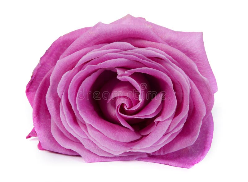 Primer Color De Rosa Del Color De Rosa Imagen de archivo - Imagen de ...