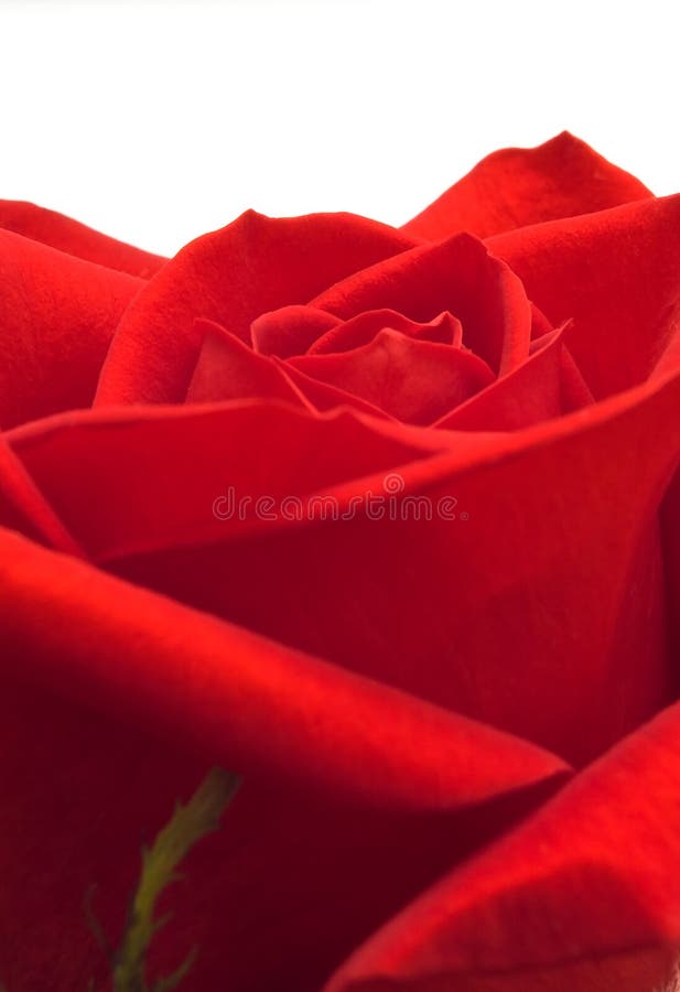 Primer Color De Rosa Del Rojo Foto de archivo - Imagen de rojo, cubo ...