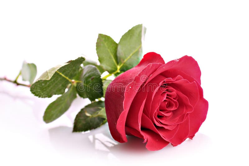 Primer Color De Rosa Del Rojo Aislado Imagen de archivo - Imagen de ...