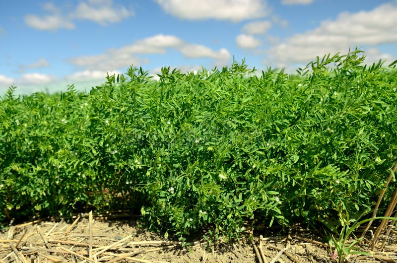 La Lenteja Que Florece En Castelluccio Di Norcia Millares De Colores ...