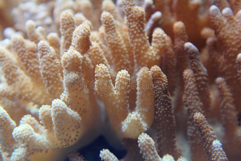 El Coral Hermoso Cultiva Un Huerto Estrella De Pluma Del Crinoid Imagen ...