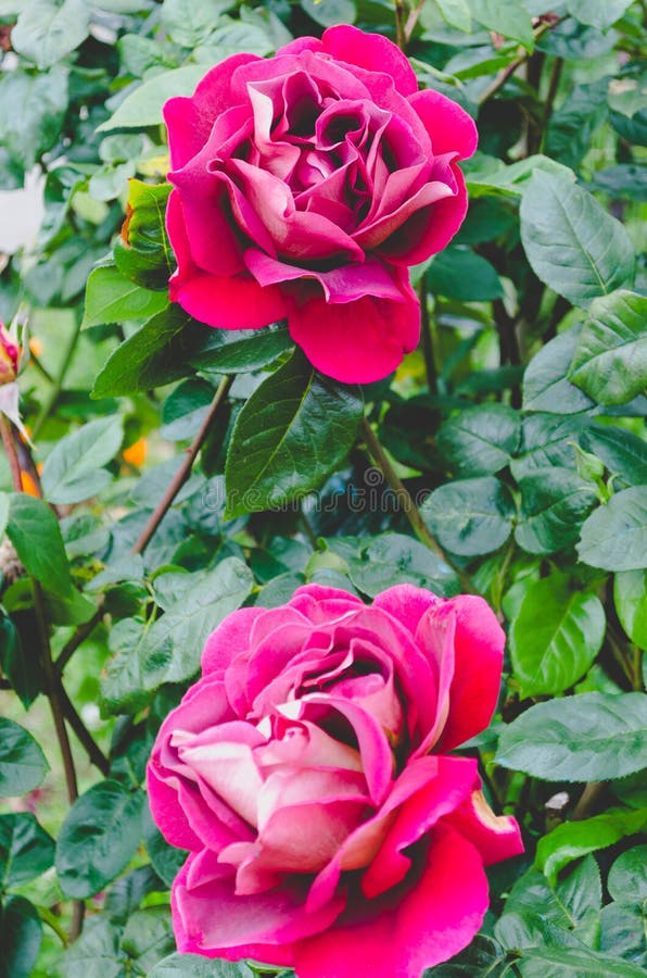 Primer de dos rosas rojas foto de archivo. Imagen de tapa - 109496112