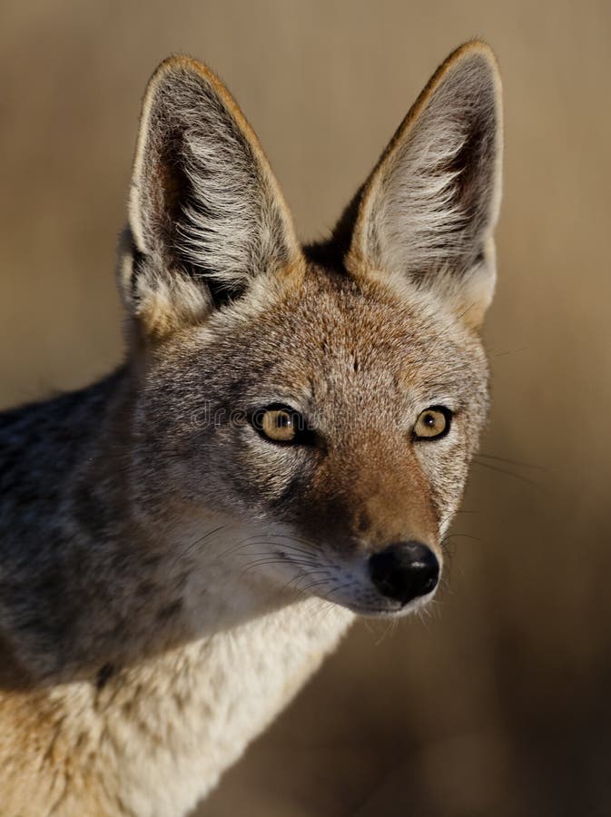 Chacal En El Landscale De Namibia Foto de archivo - Imagen de seco ...