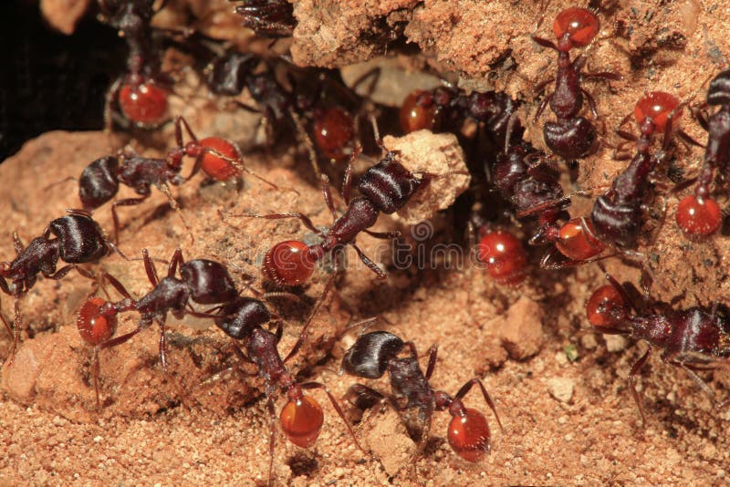 Primer De Hormigas Como Trabajan Para Agrandar a Su Ant Hill Foto de ...