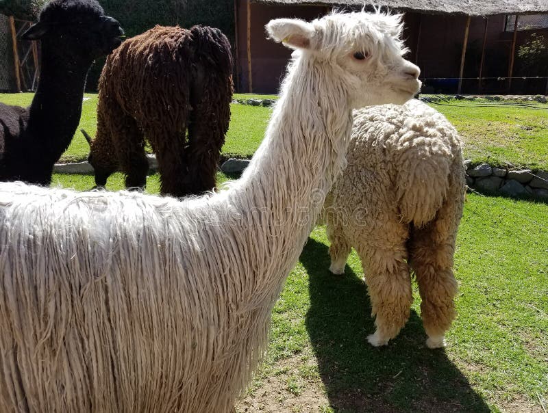 Primer De La Alpaca De Suri En Una Granja En Perú Foto de archivo ...