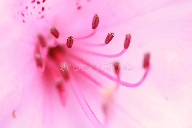 Flower& X27; Antera Y Estigma De S Foto de archivo - Imagen de flores ...