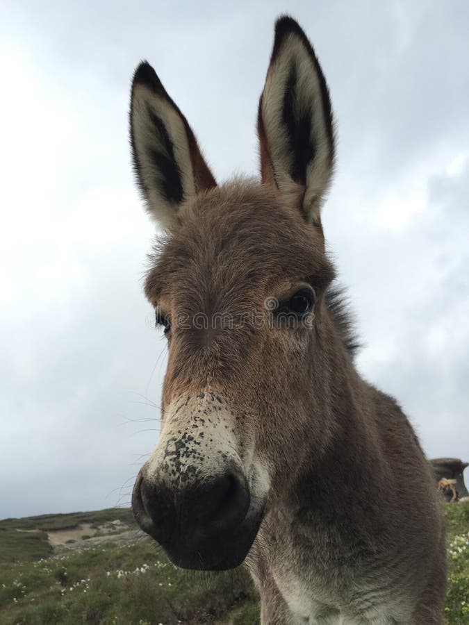 Primer De La Cara Del Burro Foto de archivo - Imagen de fotografiado ...