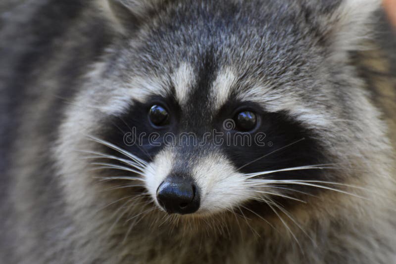 Primer De La Cara Del Mapache Imagen de archivo - Imagen de barbas ...