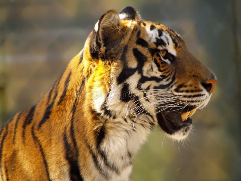 Primer De La Cara Del Tigre Foto de archivo - Imagen de tigre, quijadas ...