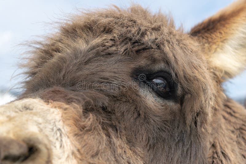 Cara del burro imagen de archivo. Imagen de espigado, pointy - 7197495