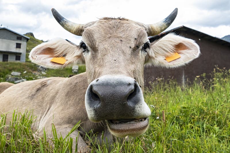 Primer De La Cara De La Vaca Imagen de archivo - Imagen de vacas ...