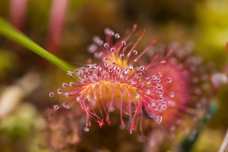 Primer de la drosera foto de archivo. Imagen de plantas - 32982024