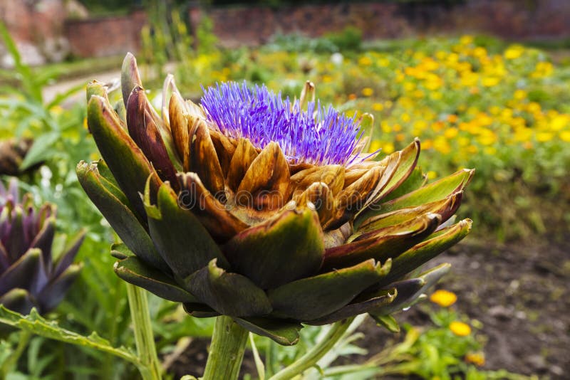 Alcachofa Que Crece En Tallo Imagen de archivo - Imagen de jard ...