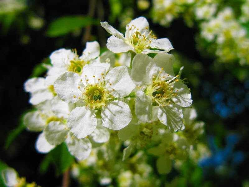 Flores del roble imagen de archivo. Imagen de asoleado - 53259535