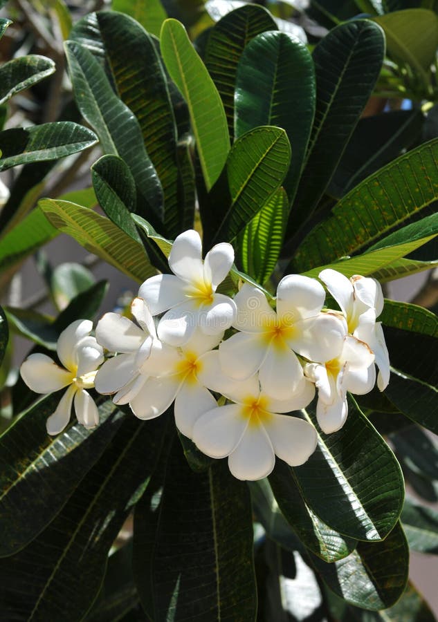 Primer De La Flor De Los Ficus Foto de archivo - Imagen de hojas ...
