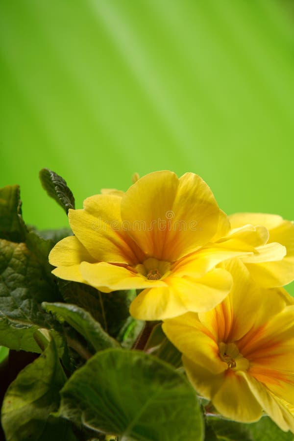Primer Plano De Una Flor De Prímula Imagen de archivo - Imagen de ...
