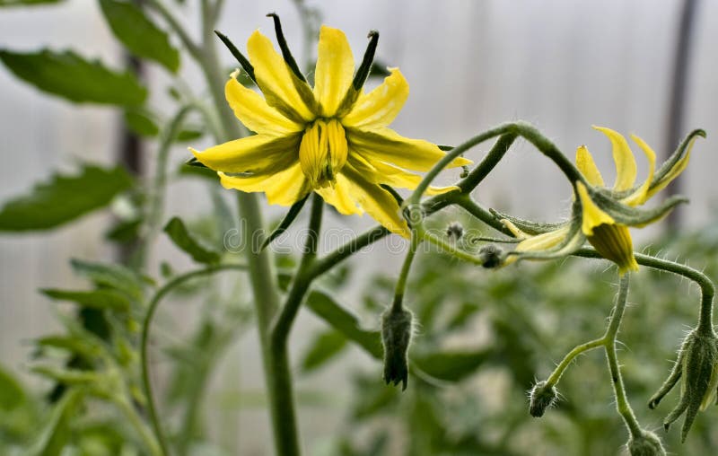 Primer De La Flor Del Tomate Imagen de archivo - Imagen de amarillo ...