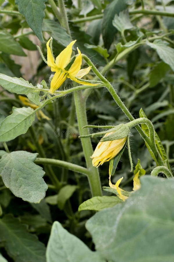 Primer De La Flor Del Tomate Imagen de archivo - Imagen de primer ...
